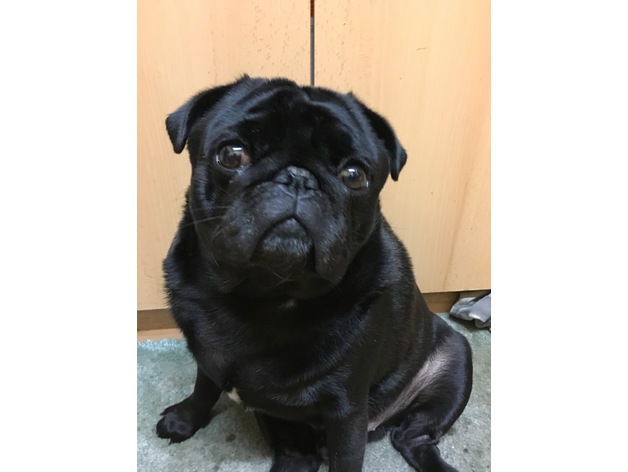 Josef Prusa's pug Buddy by Prusa Research | Download free STL model ...