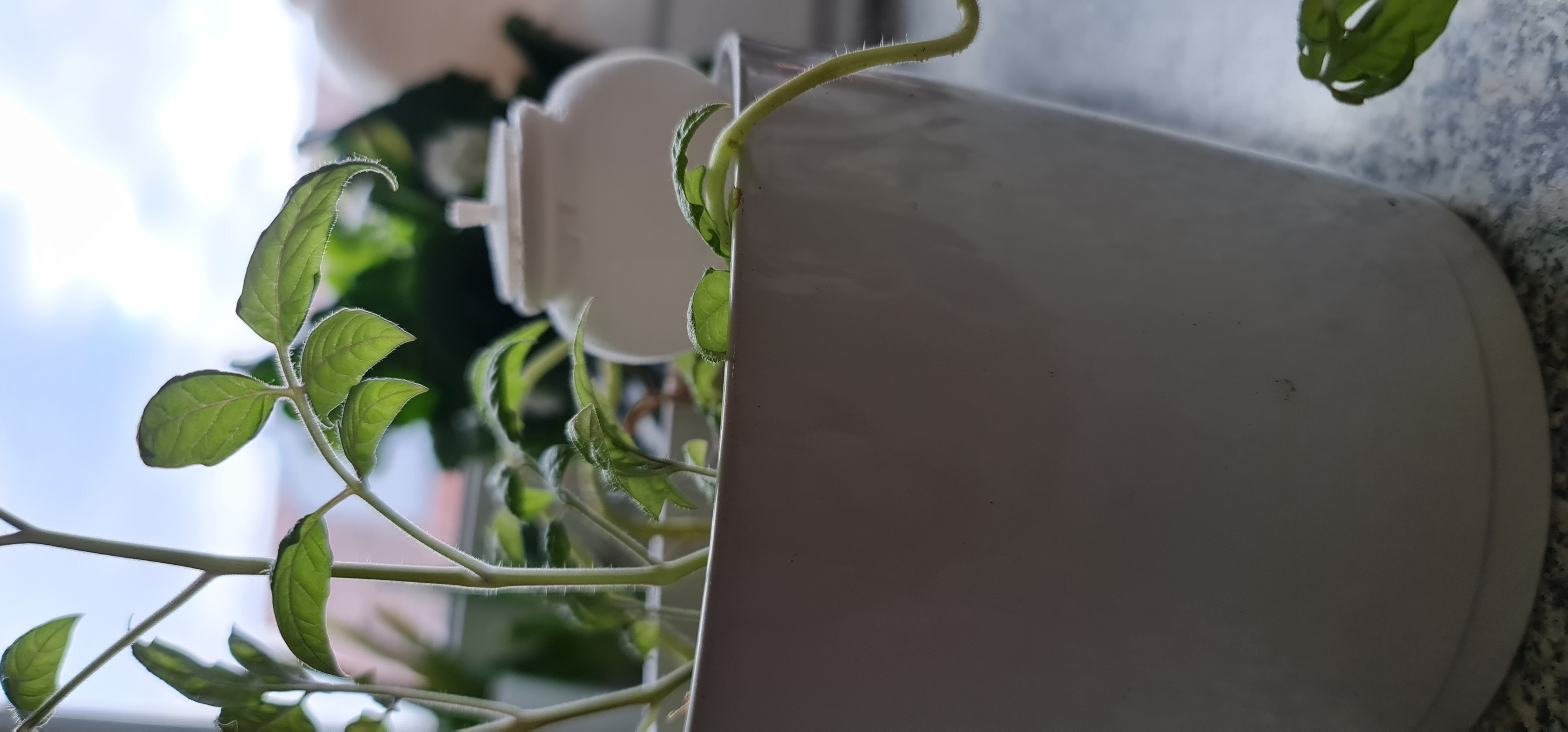 Watering Pot with Lid by priyan | Download free STL model | Printables.com