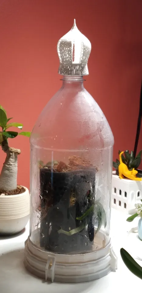 2 Liter Bottle Terrarium