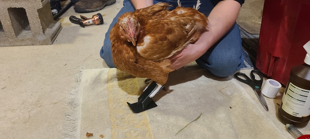 Chicken Prosthetic Connecting to Metatarsus v5 by Seth Bowen | Download ...