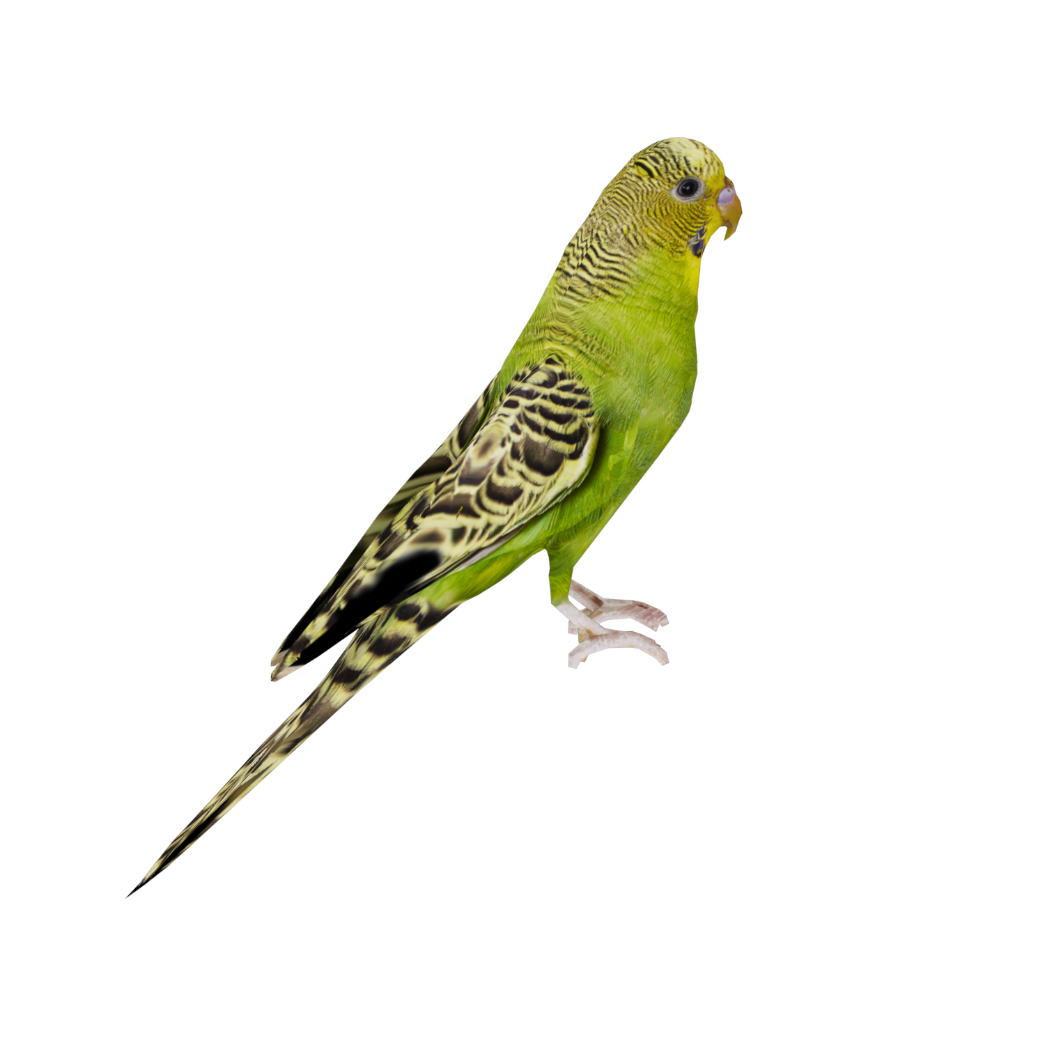 Parakeet by Durmuş Gençer | Download free STL model | Printables.com