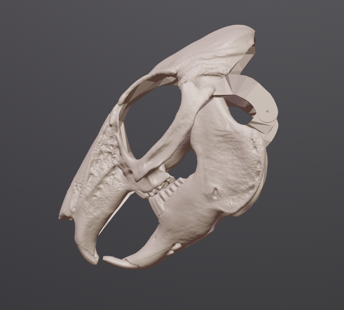 Rabbit Skull Mask by DragonArtist15 | Download free STL model ...