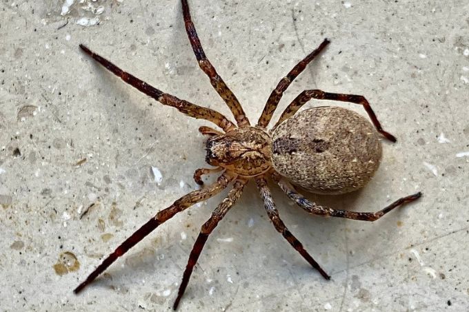 Hanging Spider as brooch or decoration. by Meister Edel | Download free ...