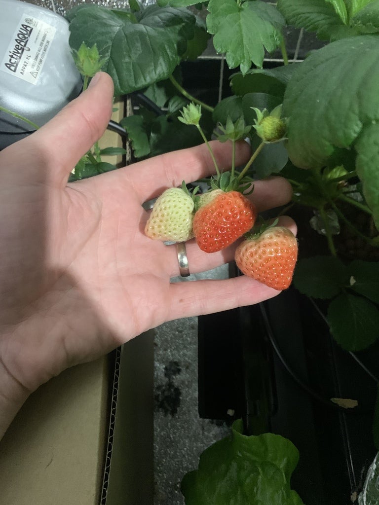 Temp Sensor Module For Environmental Monitoring Ds18b20 1 Wire By Mcfada Download Free Stl