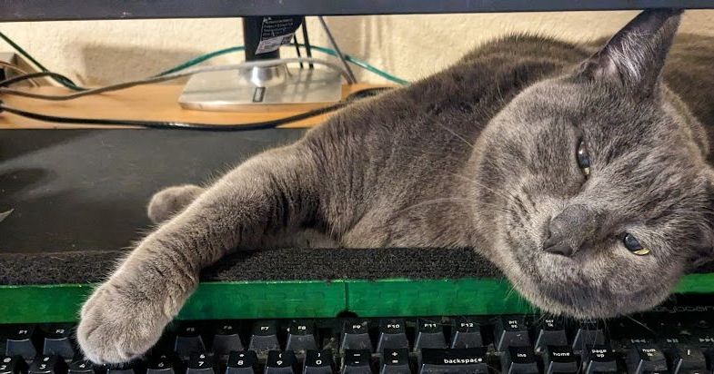 Cat Keyboard Guard [UNFINISHED] by ZorbaTHut | Download free STL model ...