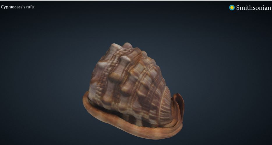 Conch por Bryan Hearn | Descargar modelo STL gratuito | Printables.com