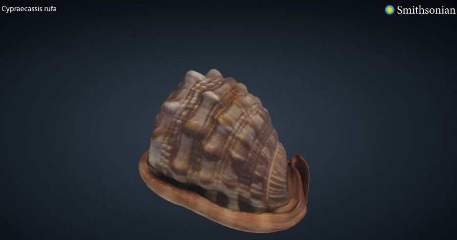 Conch por Bryan Hearn | Descargar modelo STL gratuito | Printables.com