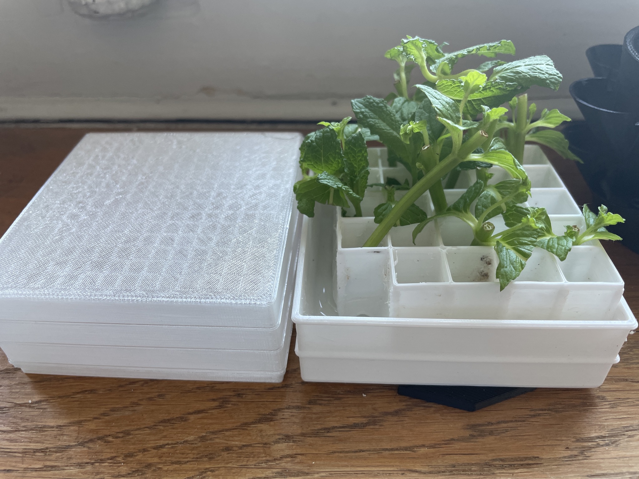 Peppermint Rooting Box by Aryser | Download free STL model | Printables.com