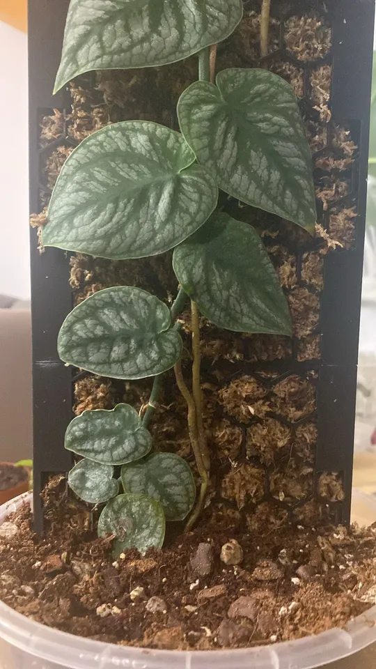 Moosstab Monstera Dubia / Plant Support / Moss Pole by the_21_HER0 ...