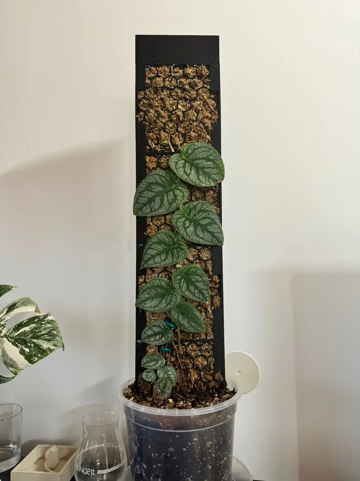 Moosstab Monstera Dubia / Plant Support / Moss Pole by the_21_HER0 ...