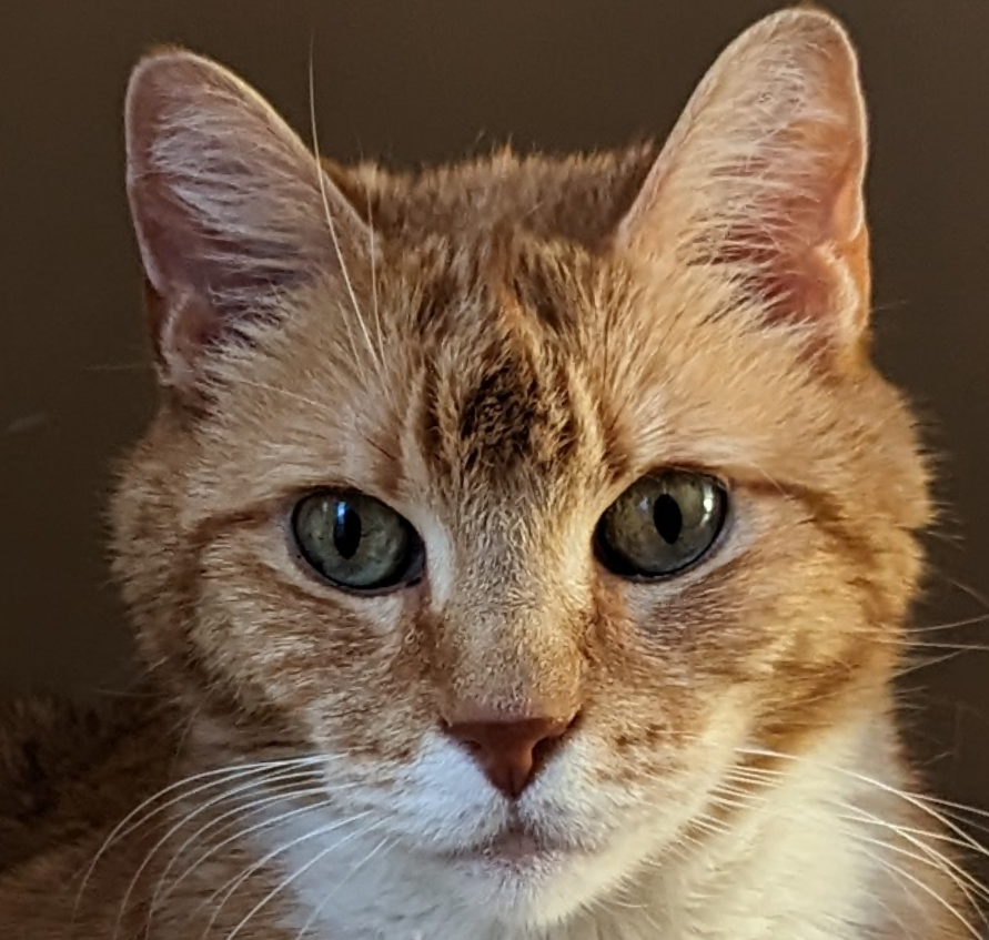 Cat Portrait (HueForge) by colinodell | Download free STL model ...
