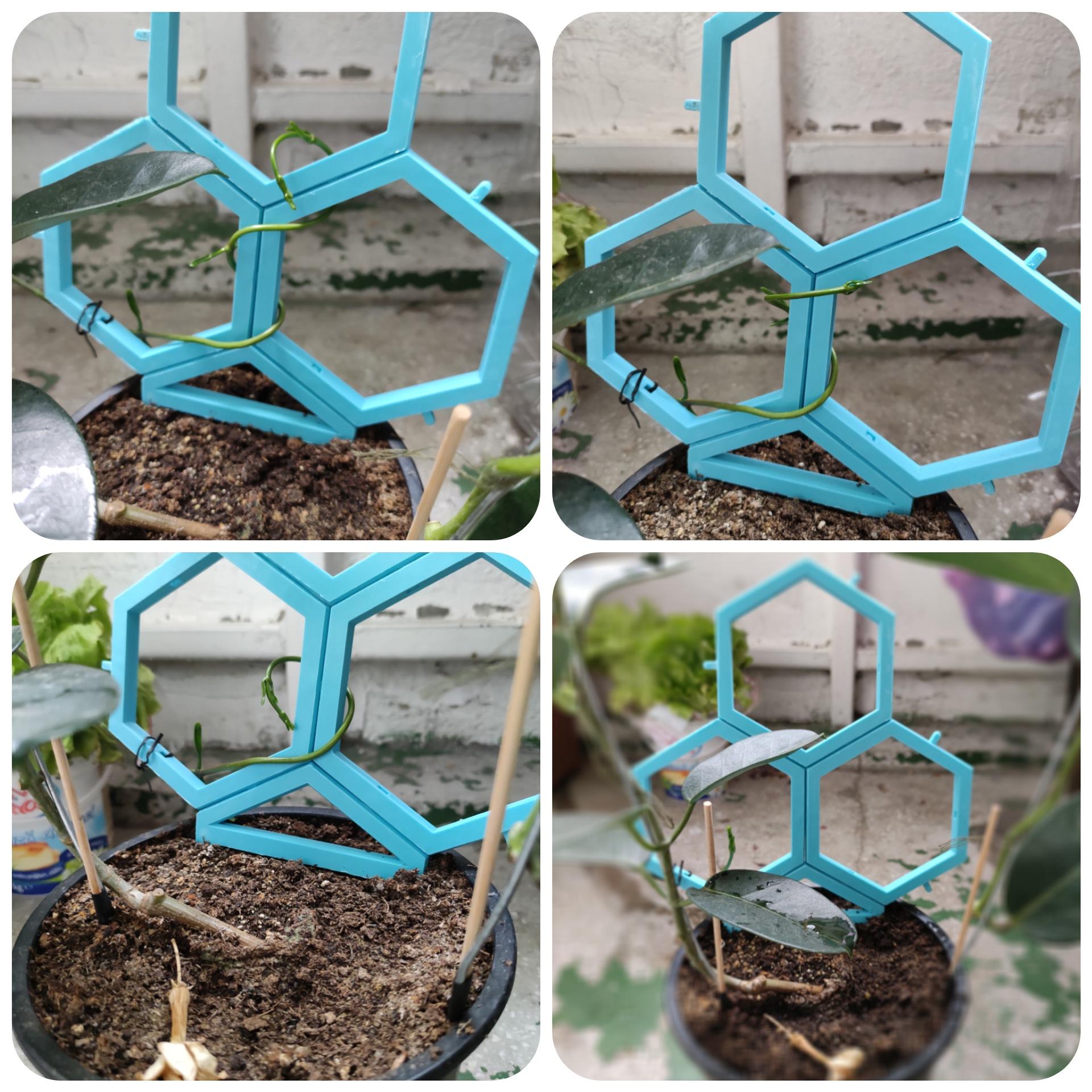 Modular trellis system for climbing 🧗‍♀️ plants 🌿 by vaxxi | Download ...