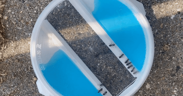 Ant Poisen Delivery system with Pringles lid by Dalsgaard | Download ...