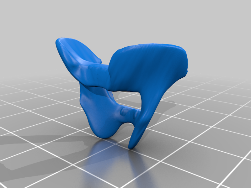 Android Pelvis v1.0 by strohmain by strohmain | Download free STL model ...