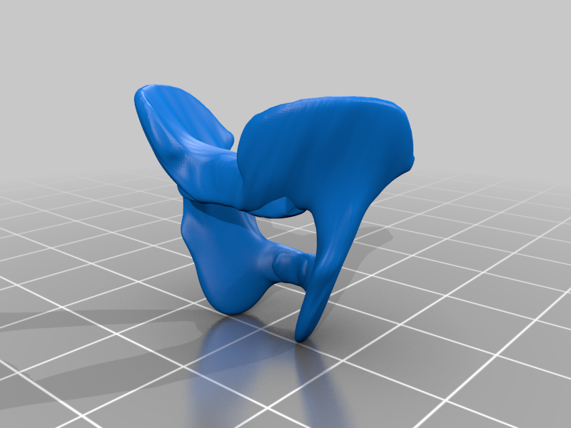 Android Pelvis v1.0 by strohmain by strohmain | Download free STL model ...