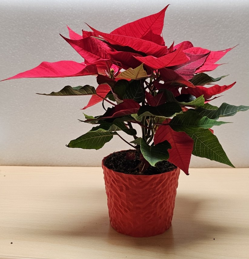 Med-Poly Planter by Rainer Backes | Download free STL model ...