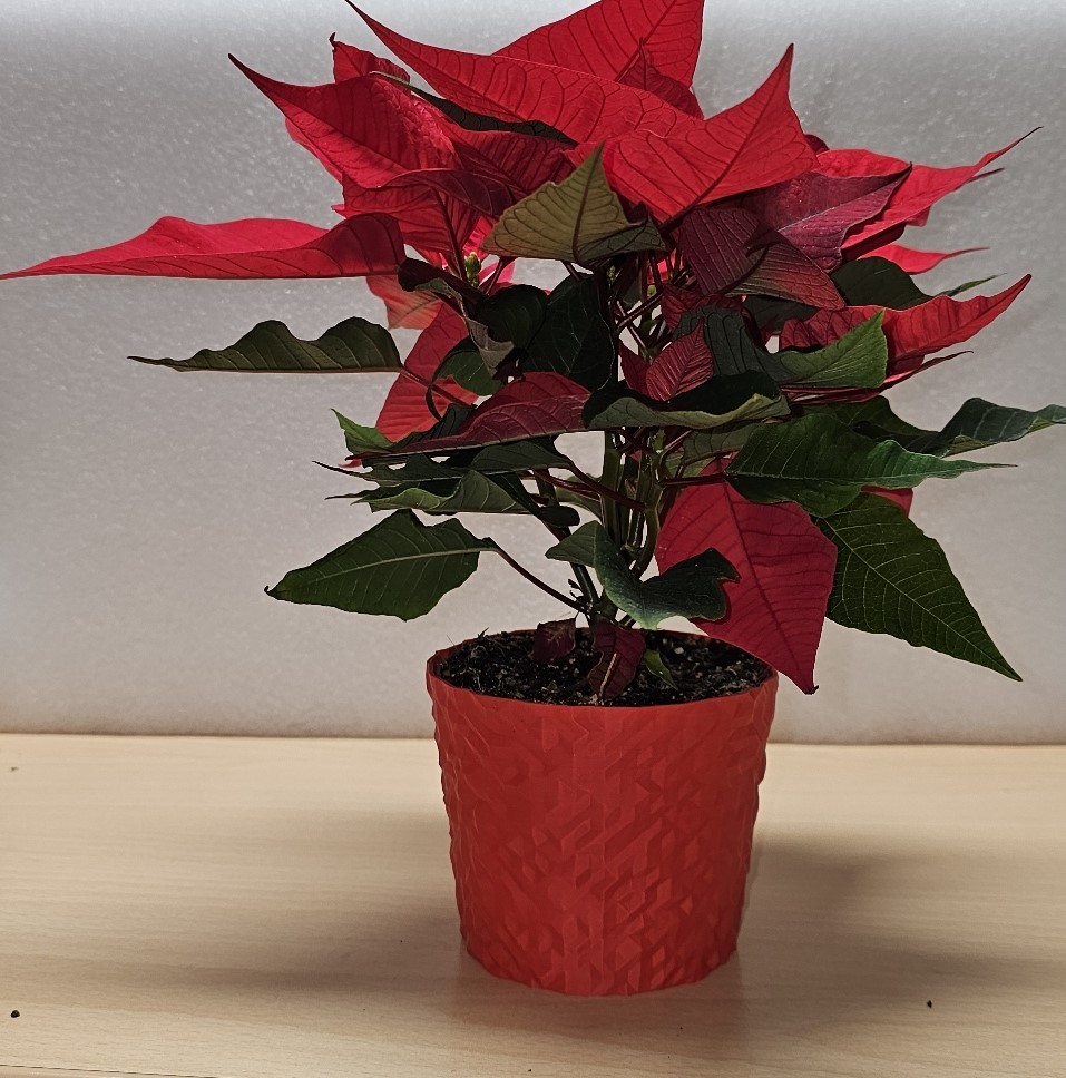 Med-Poly Planter by Rainer Backes | Download free STL model ...