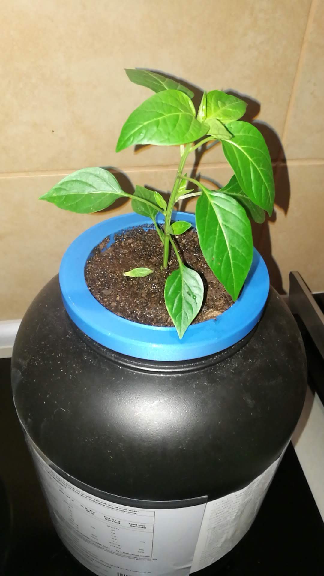 Bodybuilders garden by Drom | Download free STL model | Printables.com