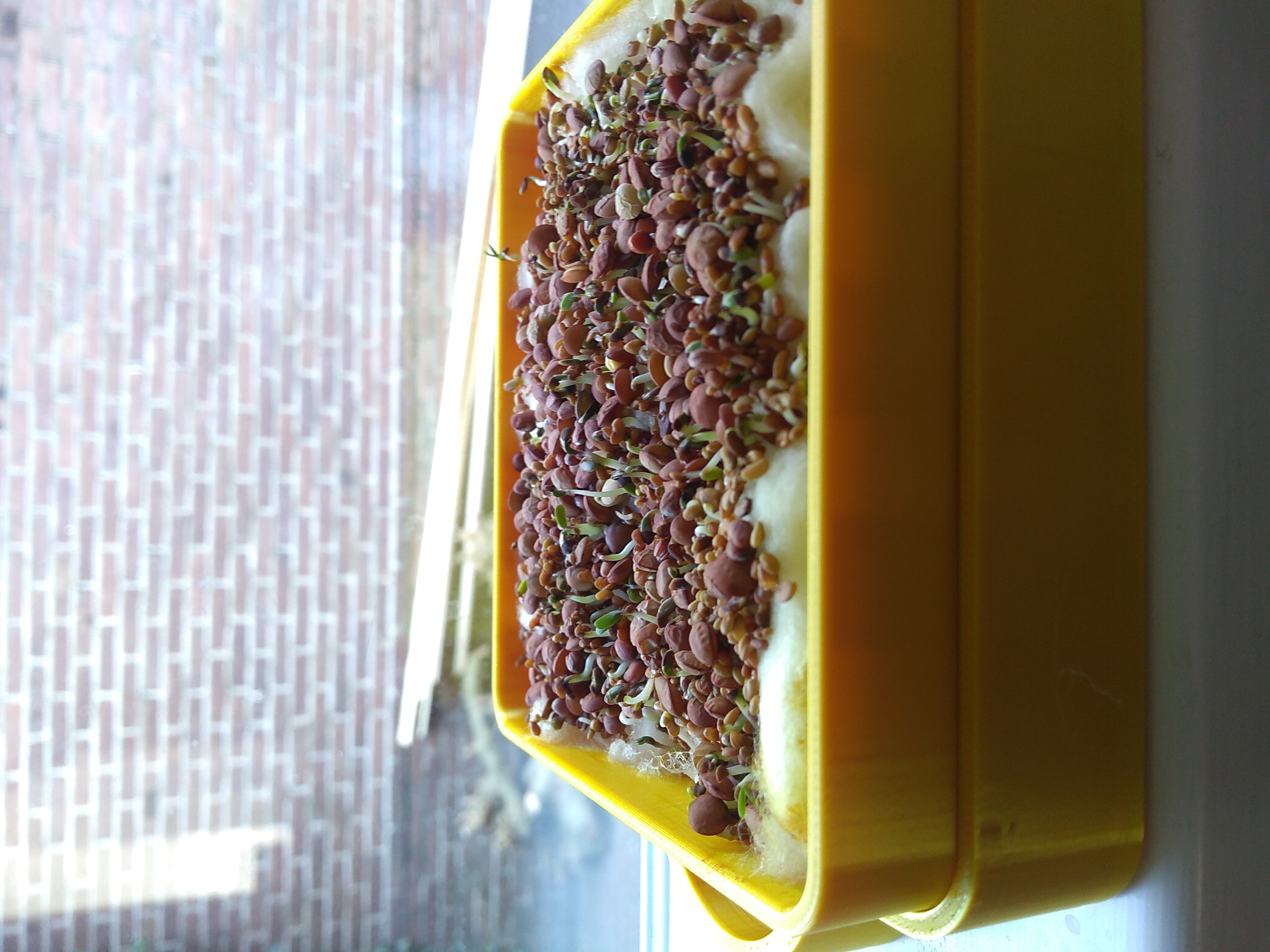 Sprouting tray with water reservoir by DanielOnneweer | Download free ...
