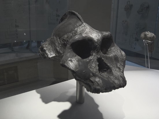 Australopithecus Skull (Paranthropus Boisei) Airbrush Stencil by J ...