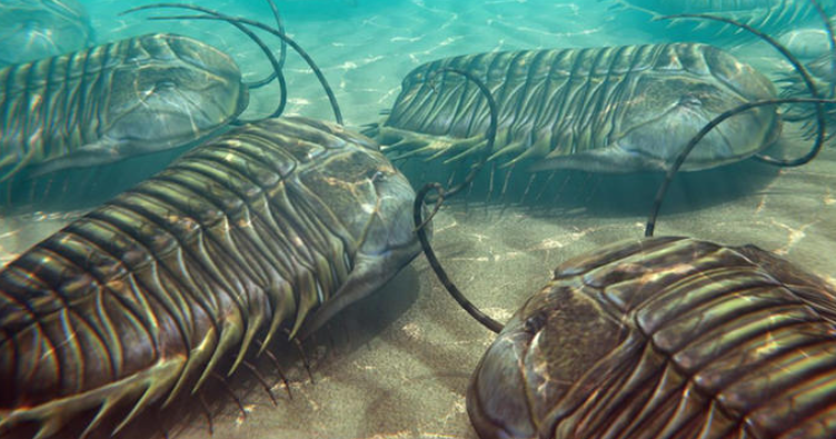 Trilobite Fossil by AlanH007 | Download free STL model | Printables.com