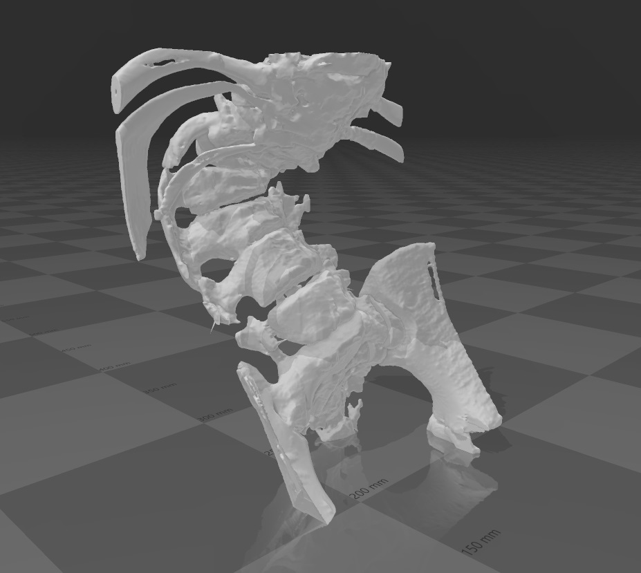 Spine by Paweł Ozga | Download free STL model | Printables.com
