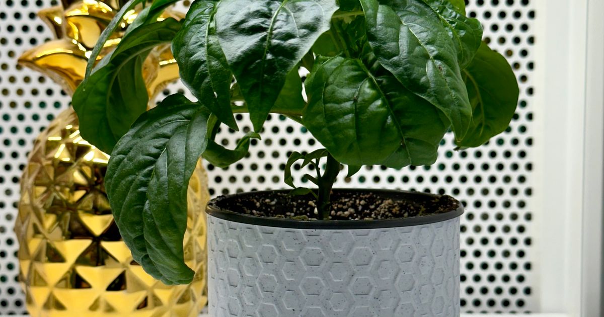 Hexagon Flower Pot - Vase Mode by Mark McIntyre | Download free STL model | Printables.com