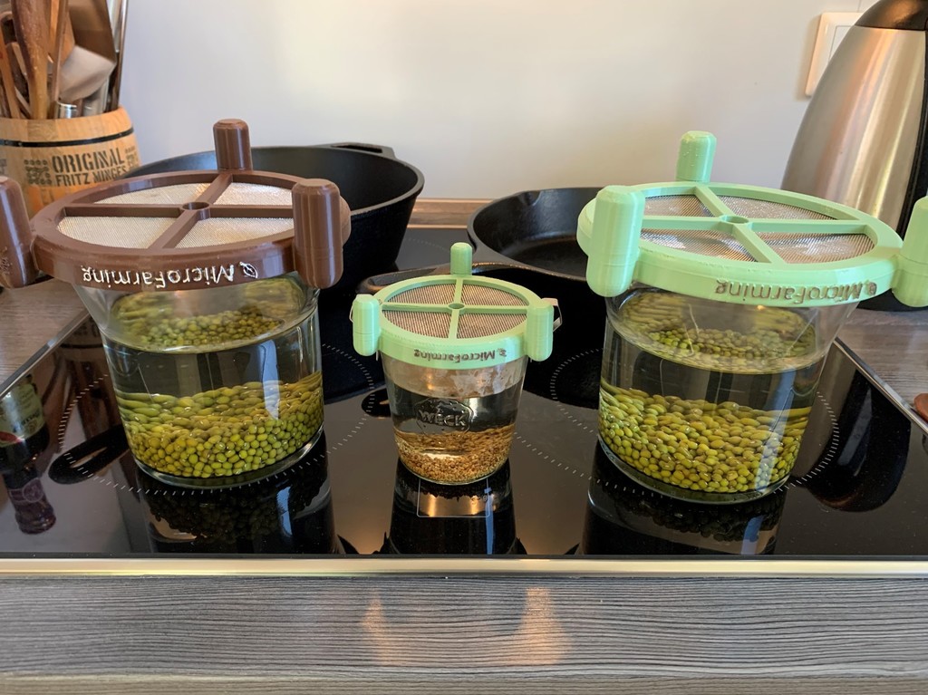 Weck Jar Edition Sprouter Sprouting Glass Microgreens Growing Sprouts Germinator By
