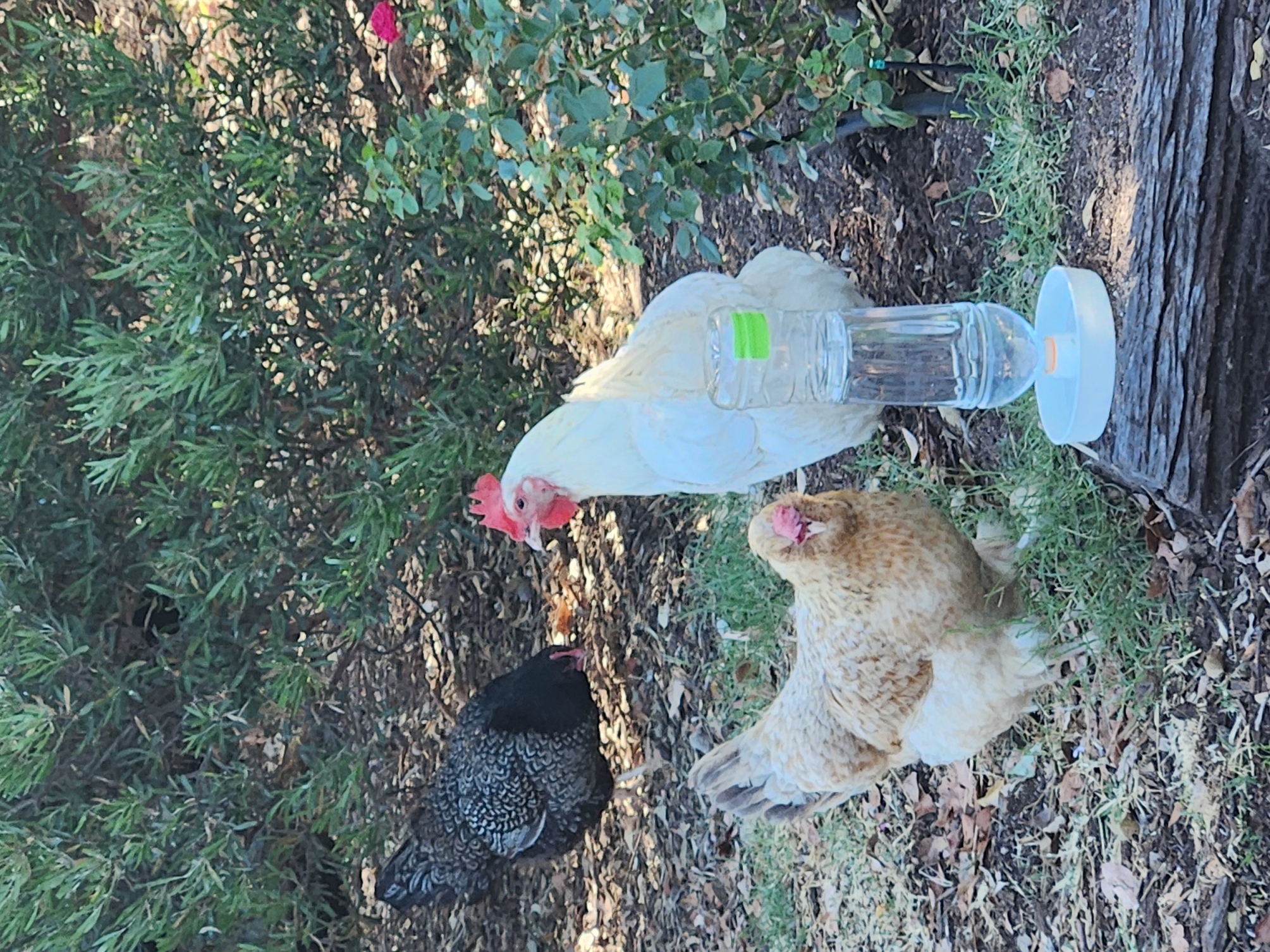 Chicken waterer using PET botttle + breather by Patrick Roe | Download ...