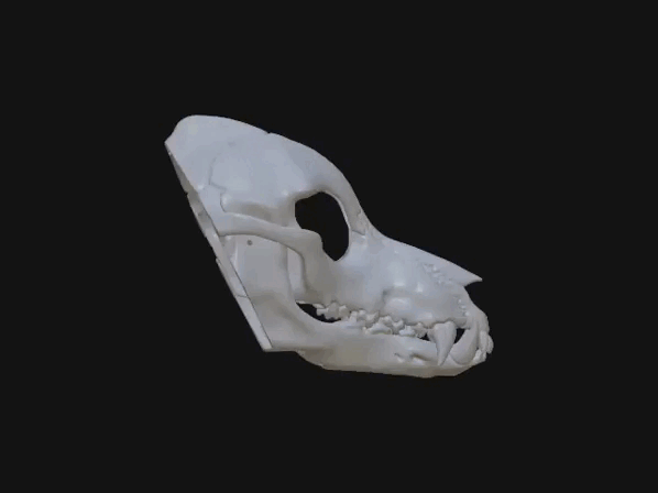 Skullwolf Headbase by Zaros | Printables Store