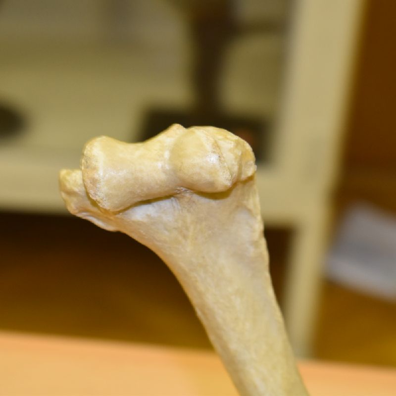 Upper Arm Bone Scan - Humerus (R) by KubiV | Download free STL model ...
