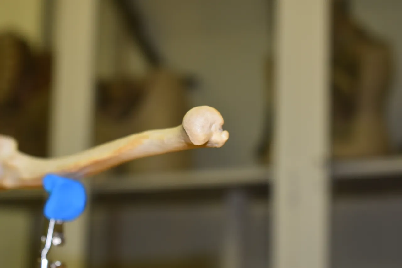 Forearm Bone Scan - Ulna by KubiV | Download free STL model ...