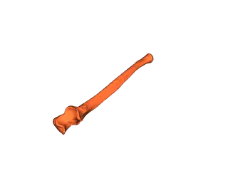 Forearm Bone Scan - Ulna by KubiV | Download free STL model ...