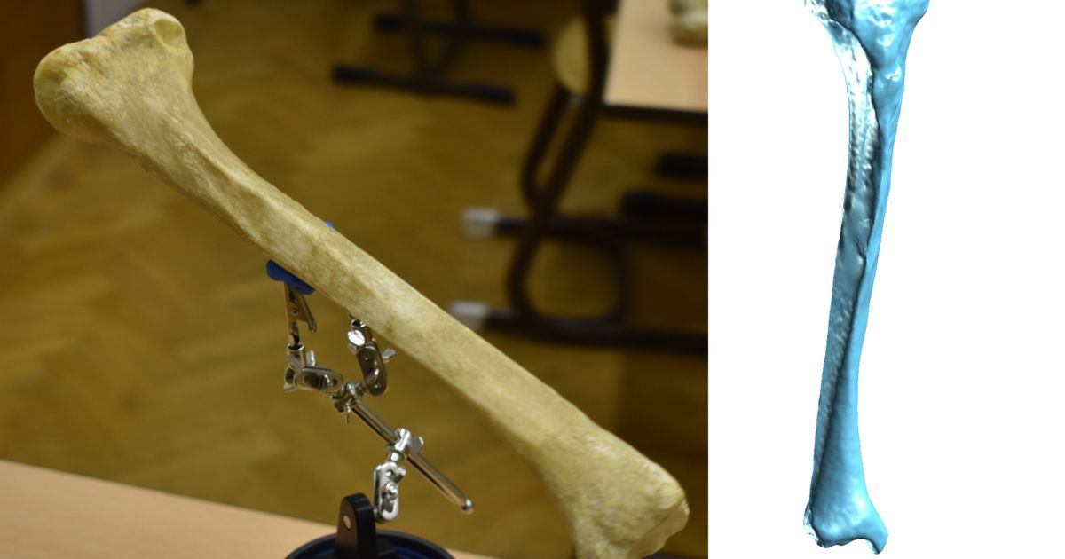 Shinbone Scan - Tibia by KubiV | Download free STL model | Printables.com