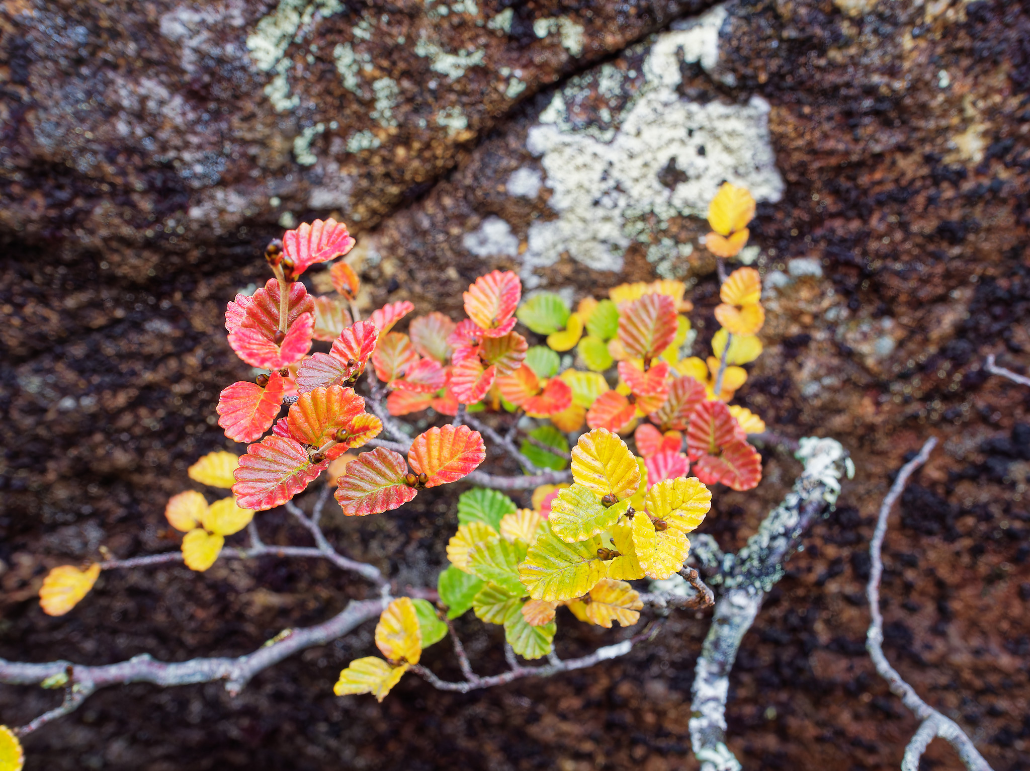 Nothofagus gunnii (Deciduous Beech) Serving Bowl by Martin_au ...
