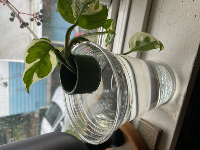 Seed Starter Mini by Carson Design & Prototyping | Download free STL model | Printables.com