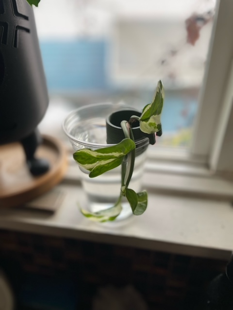 Seed Starter Mini by Carson Design & Prototyping | Download free STL model | Printables.com