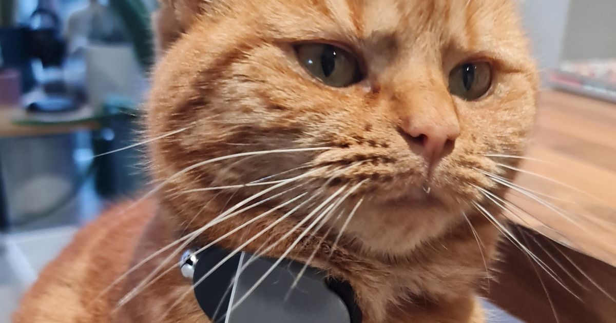 SmartTag2 Cat Collar Holder by Tob3ster97 | Download free STL model ...