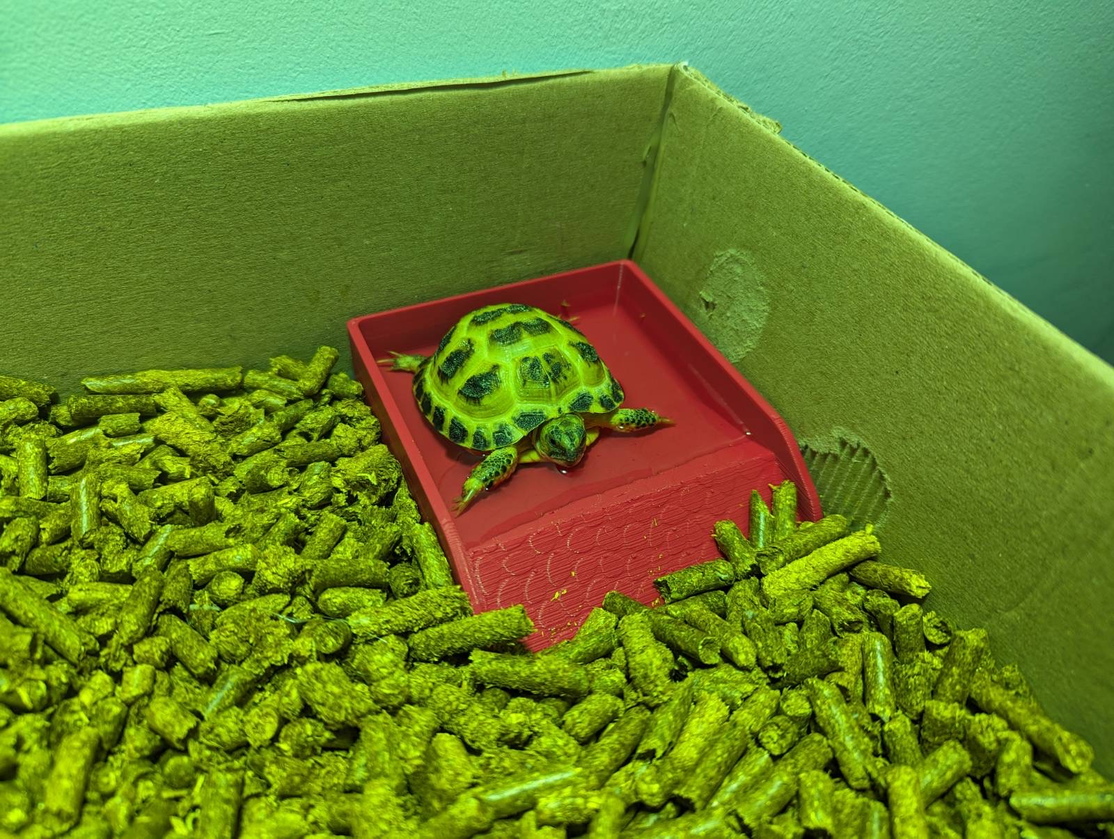Tortoise bath (mini) by SvB | Download free STL model | Printables.com