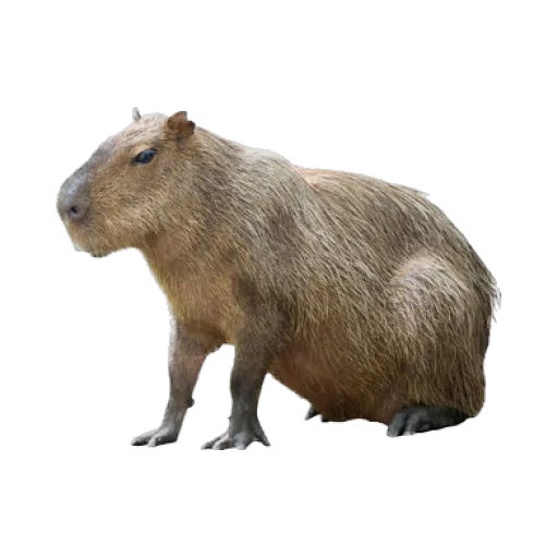 capybara by Sean Henry | Download free STL model | Printables.com