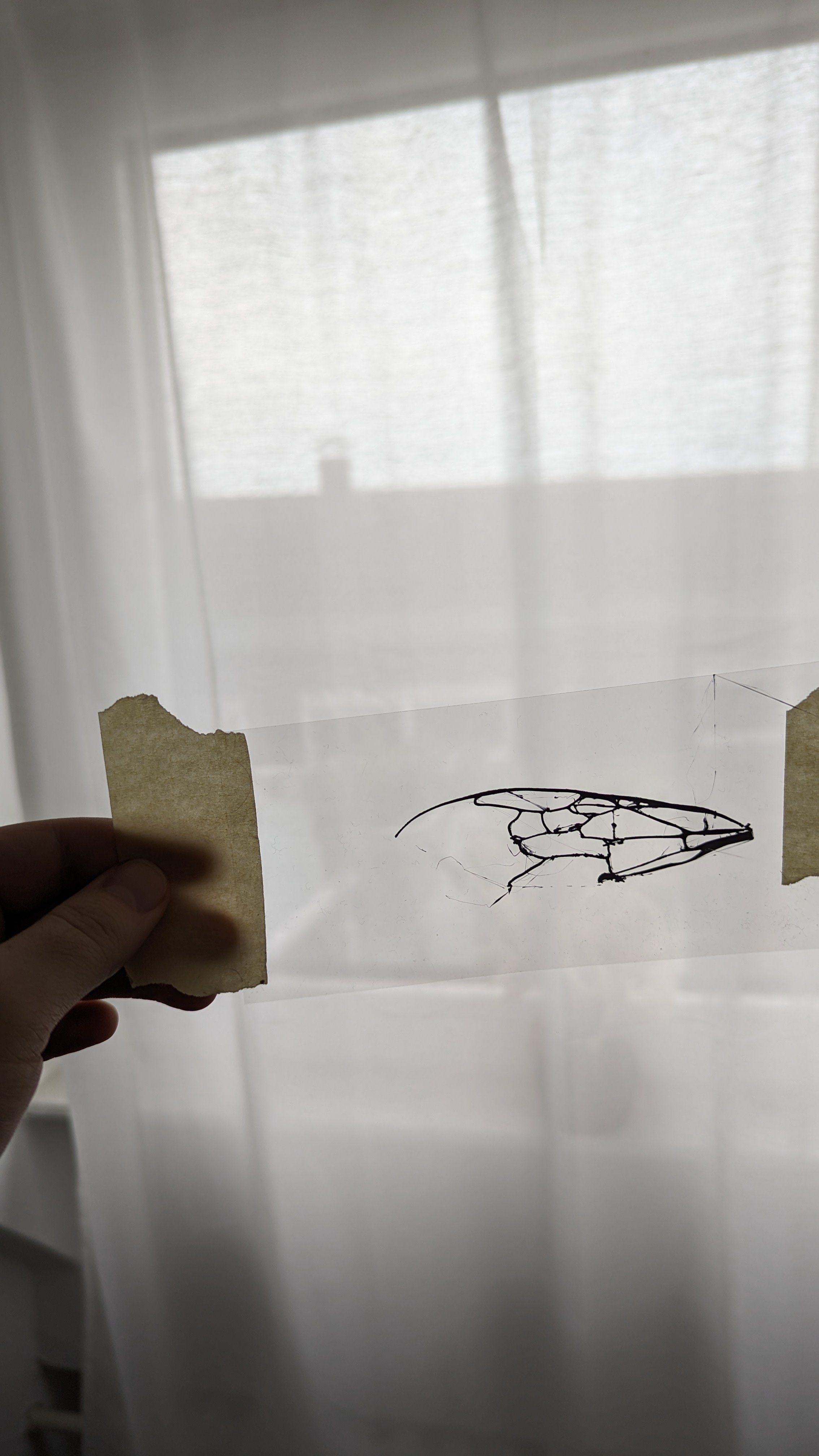 Bionic Bumblebee Wing for MAVs by Morty_Fire | Download free STL model ...