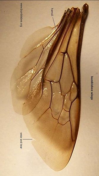 Bionic Bumblebee Wing for MAVs by Morty_Fire | Download free STL model ...