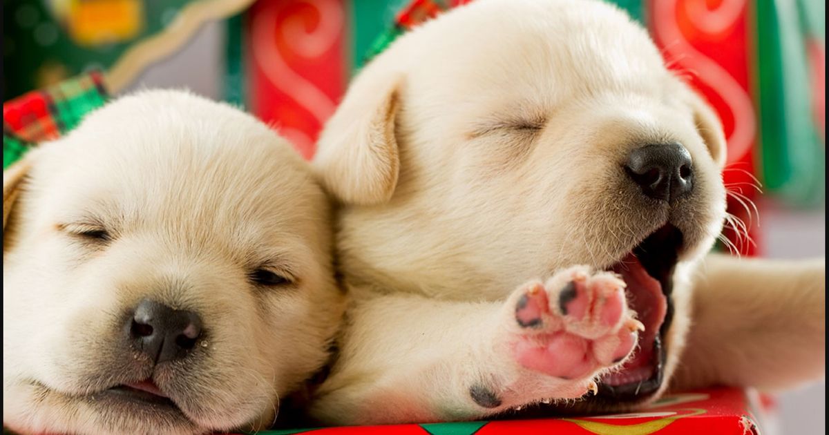 puppy lithophane by Hobby printing | Download free STL model ...