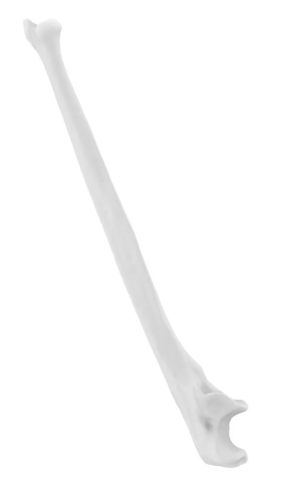 Ulna Left by Karel Pěnička | Download free STL model | Printables.com