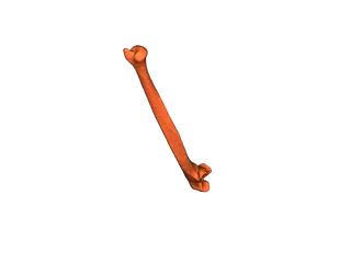 Ulna Left by Karel Pěnička | Download free STL model | Printables.com