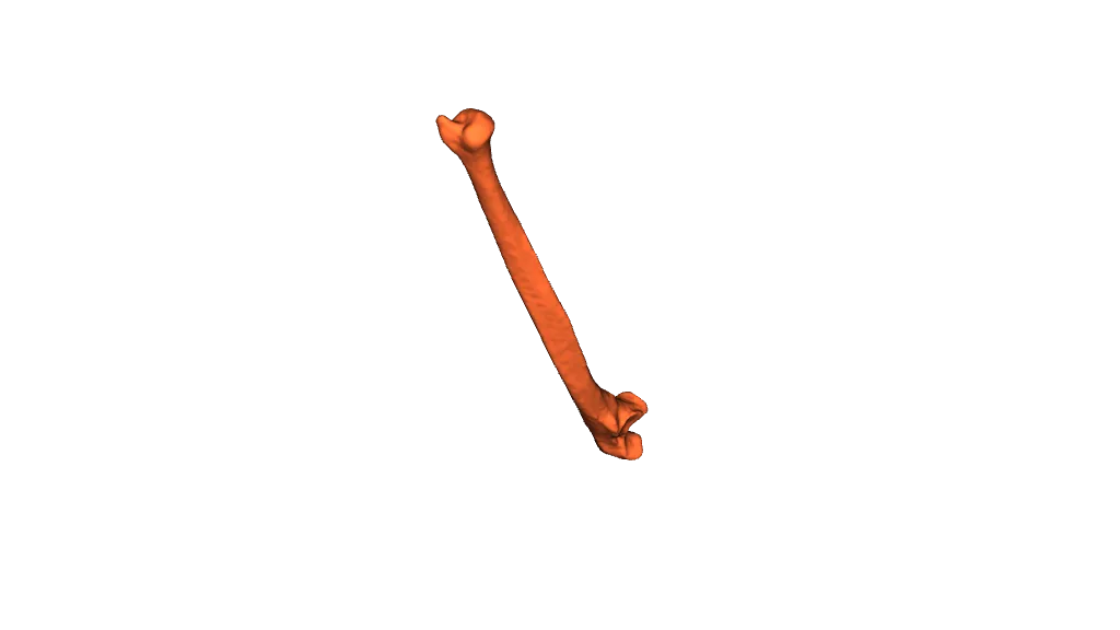 Ulna Left by Karel Pěnička | Download free STL model | Printables.com