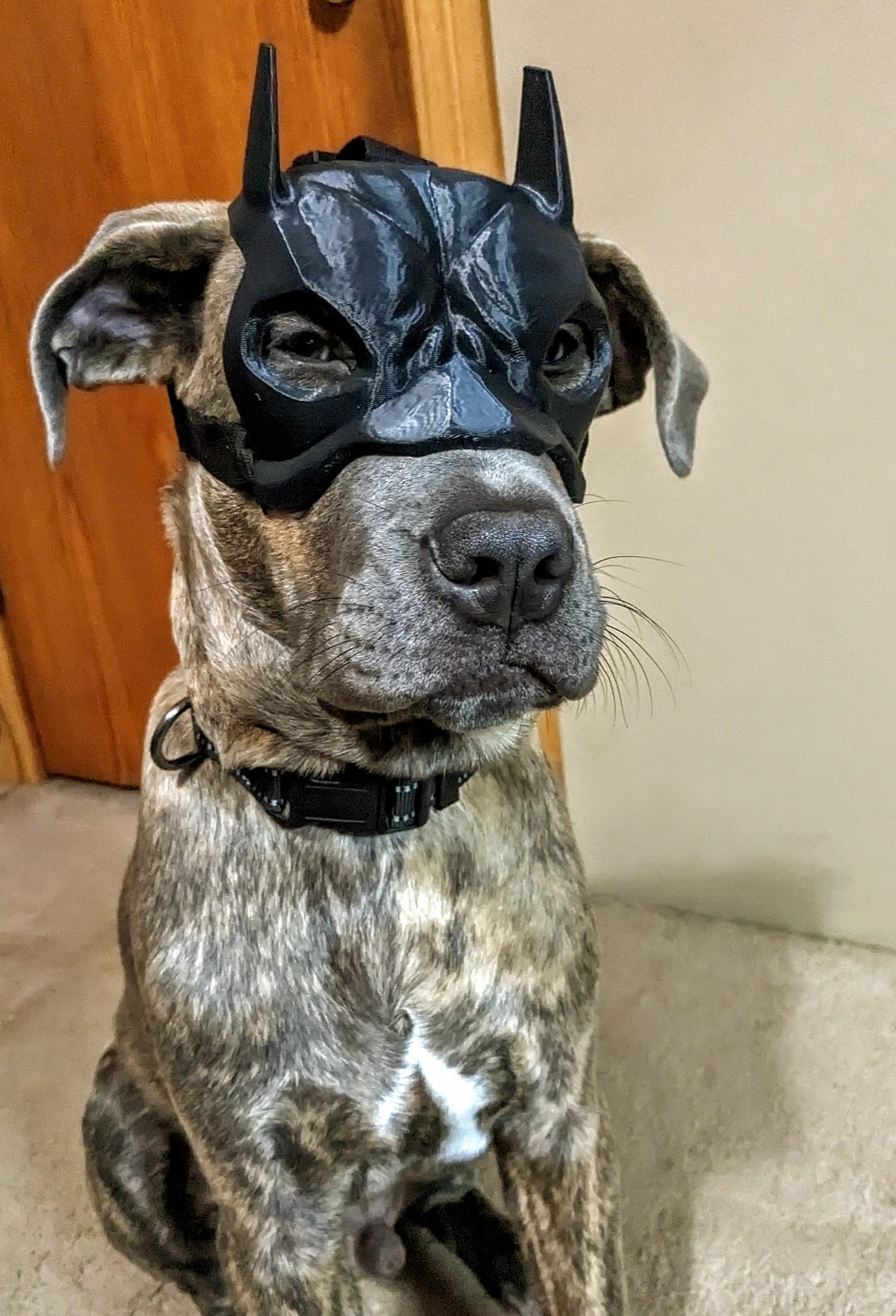 Remix to Mask for Dog by Joseph Prust | Download free STL model ...