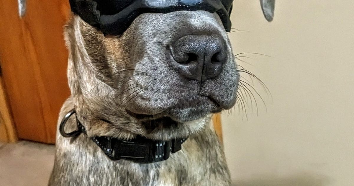 Remix to Mask for Dog by Joseph Prust | Download free STL model ...