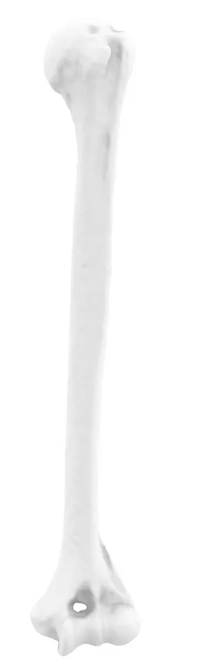 Humerus Left by Karel Pěnička | Download free STL model | Printables.com