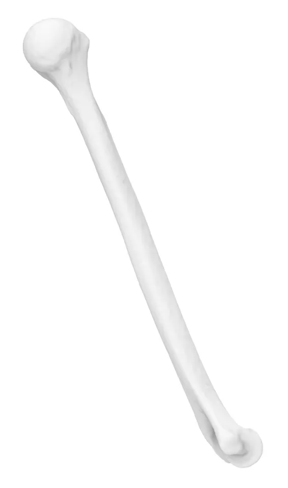 Humerus Left by Karel Pěnička | Download free STL model | Printables.com